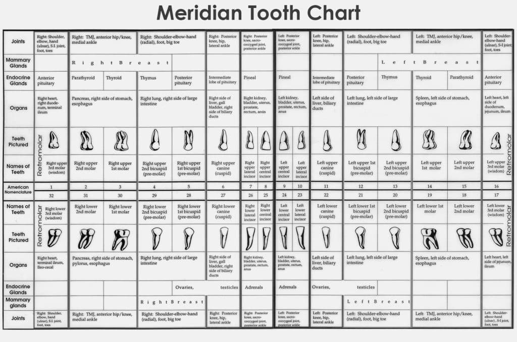 Teeth Meridian Chart-Teeth are Connected to Organs in our Body