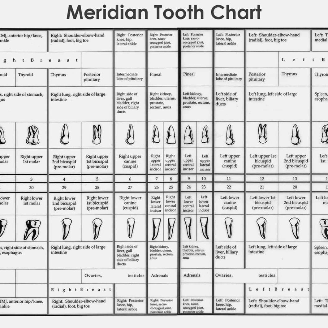 1st Molar Tooth Meridian Chart Dental Terminology And Tooth ID