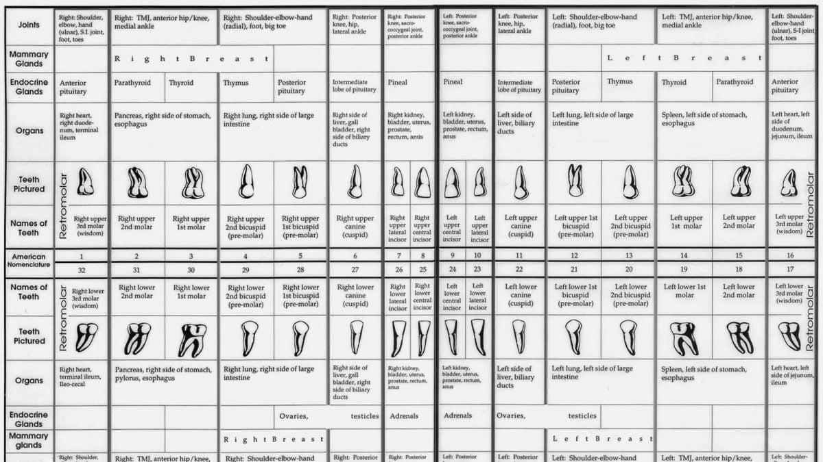 1st Molar Tooth Meridian Chart Dental Terminology And Tooth ID